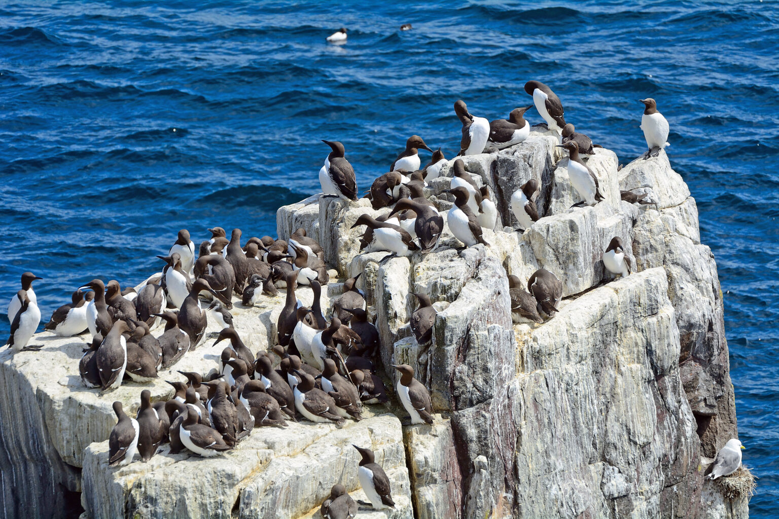 A Wildlife Spotting Guide to the Farne Islands - Stay in a Pub