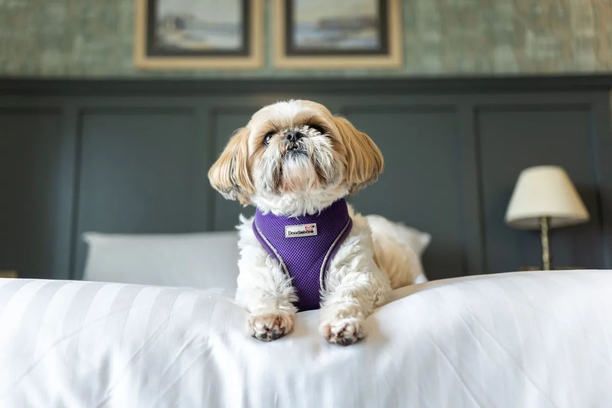 The Ripon Inn, Ripon, North Yorkshire, Stay in a Pub