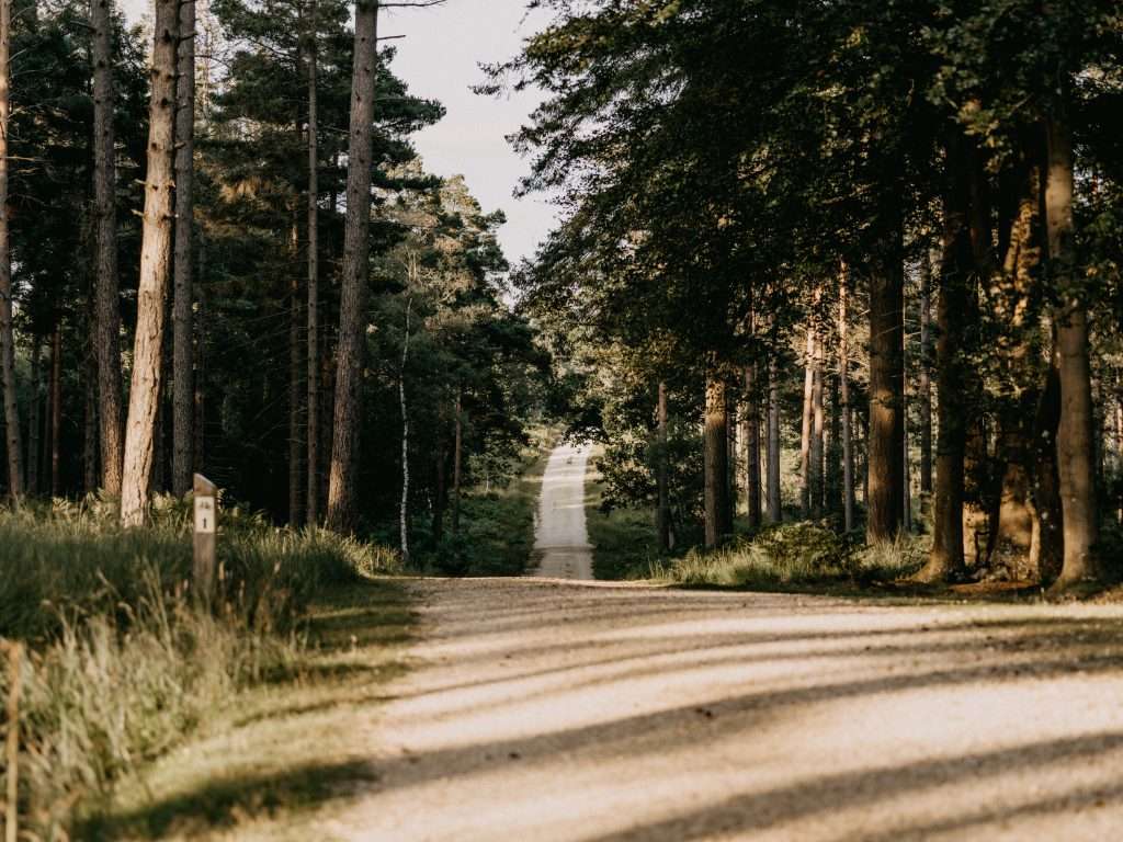 Best Cycling Routes in the New Forest - Stay in a Pub